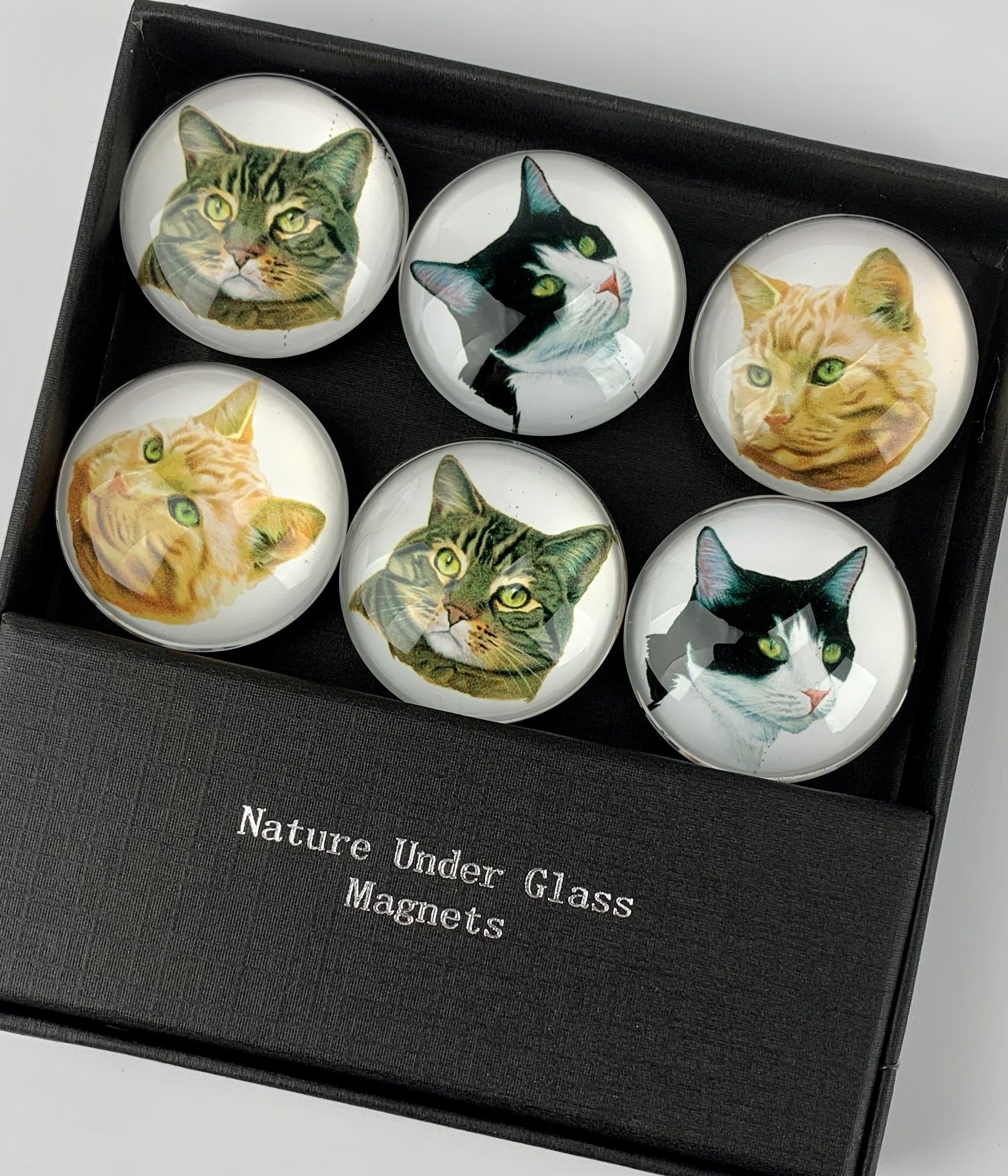 (6) Glass Cat Magnets - GO HOME... Unusual Decor and Gifts