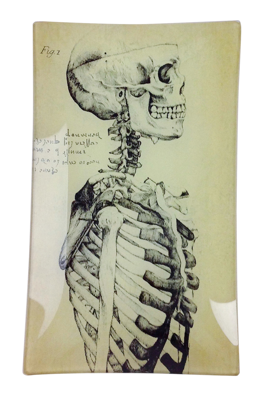 Glass Skeleton Plate - Go Home, Gabriela's...